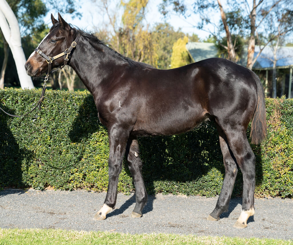 Lauriston Thoroughbred Farm