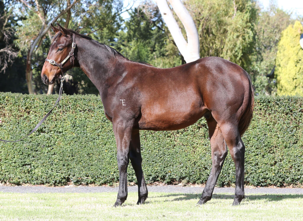Lauriston Thoroughbred Farm